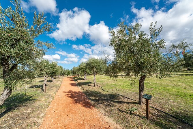 Oil Mill Museum and Olive Oil Tasting Review - Looking Ahead to the New Visitors Center