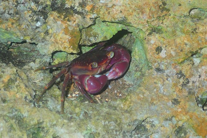 Okinawa Miyako Star Gazing and Subtropical Jungle Night Tour - Additional Considerations