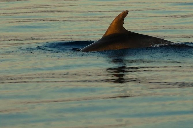 Plavnik Island & Wild Bays Full-Day Boat Trip With Capt. Bobo - Booking and Pricing Information