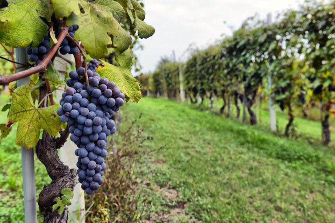 Pompeii, Vesuvius, Wine Tasting and Light Lunch All Inclusive - Since You Asked