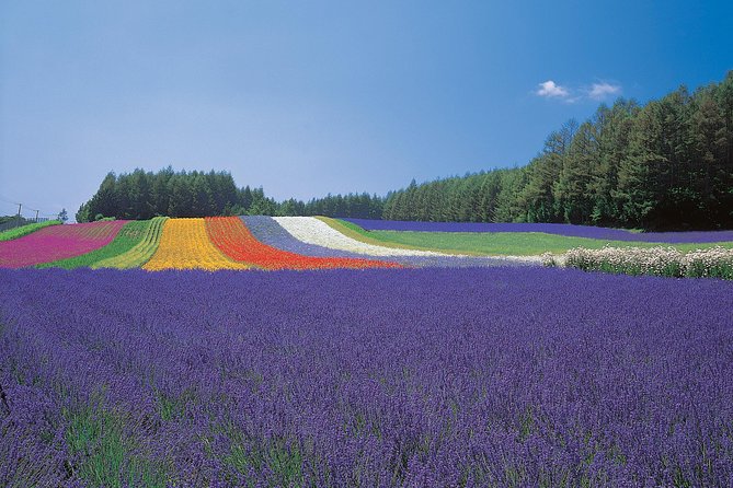 Private Car Tour of Furano and Biei in Hokkaido With Local Guide - Exploring Hokkaidos Natural Wonders