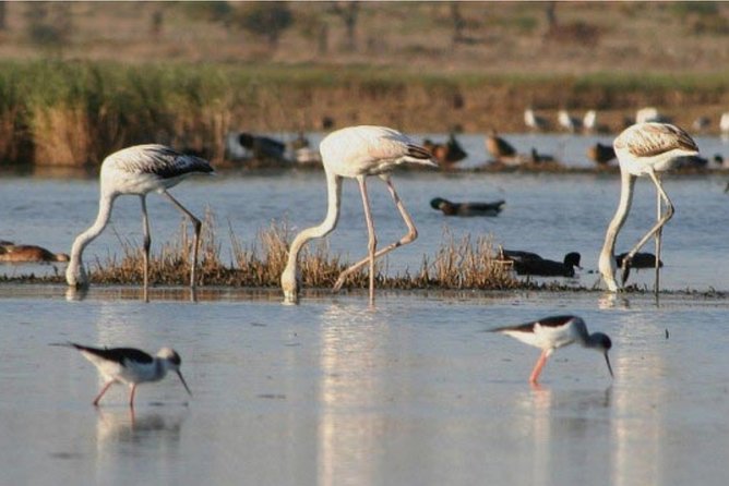 Private Half-Day Boat Tour in Ria Formosa From Faro - Traveler Reviews and Recommendations