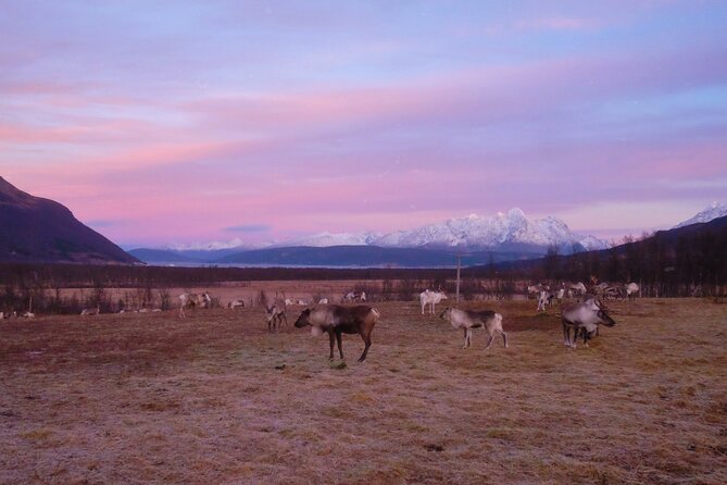 Reindeer Feeding & Saami Culture With Chance for Northern Lights - Considerations for Sustainable Tourism