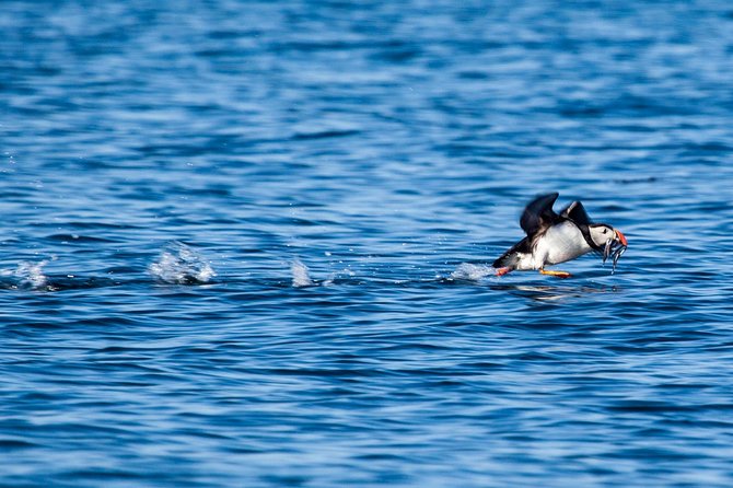 Reykjavik Shore Excursion: Puffin Sightseeing Cruise - Booking Information and Pricing
