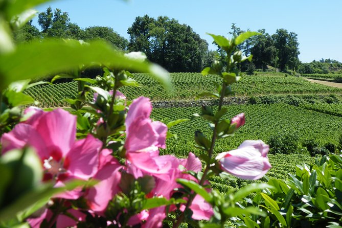 Saint Emilion Wine Tour Tasting Half Day From Bordeaux - Small Group Experience