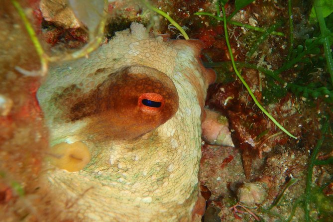 Scuba Diving in Naxos by Bluefindivers - Dive in Greece - Amazing Diving Spots - Safety and Instructor Expertise