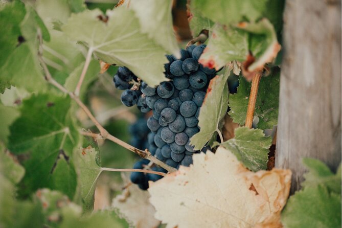 Shared Tour - Wine Tour From Saint Tropez - What to Expect