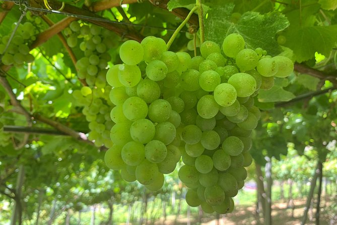 Skywalk, Madeira Wines Tasting and Vineyards 4x4 Experience - Inclusions, Safety Measures, and Accessibility