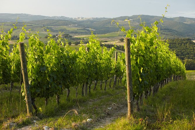 Small-Group Chianti Trip With Wine Tasting From Siena - Savoring Tuscan Cuisine and Wine at Castello Di Ama