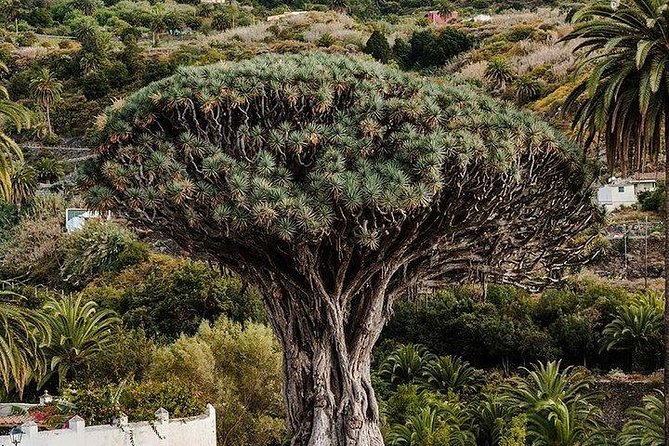 Teide-Icod-Garachico-Masca (Most Popular Bus Tour in Tenerife) - Highlights and Recommendations