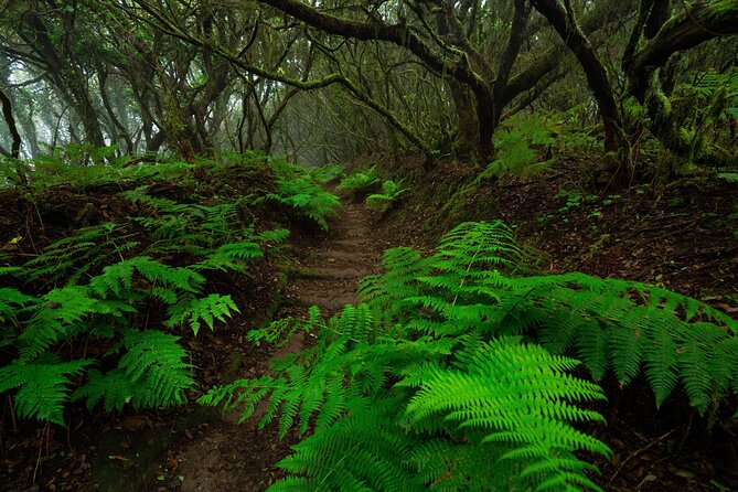 Tenerife Wonder Walk - Guide Performance and Insights