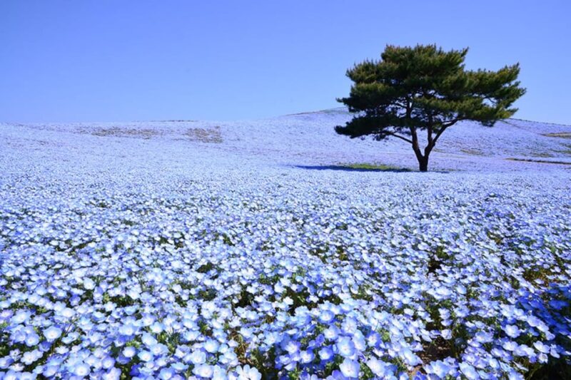 Tokyo: Ibaraki Shrine, Seafood Market & Flower Sea Day Tour - Admission Fees