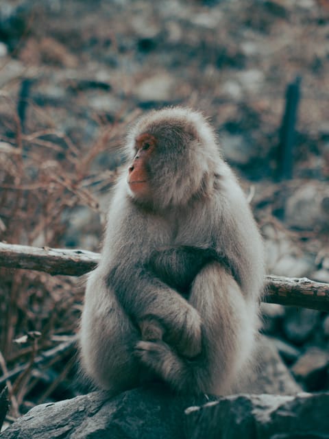 Tokyo: Nagano, Snow Monkeys and Zenko-ji Temple Private Tour - Local Cuisine and Hospitality