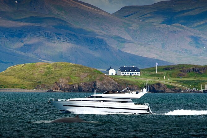 Whale Watching & Dolphin Yacht Cruise Review - Highlights and Lowlights