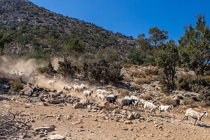 Wine & Olive Oil Tour With Lunch at the White Mountains - Exploring the Scenic Landscapes of Chania