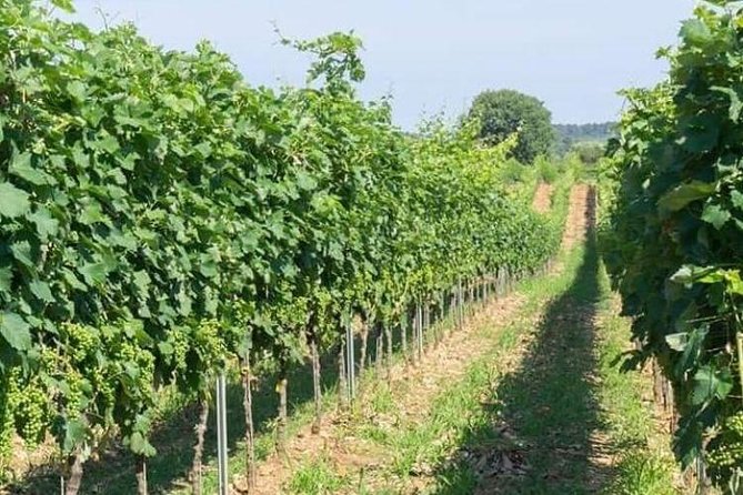 Wine Tasting in Vieste - Exploring Viestes Local Specialties