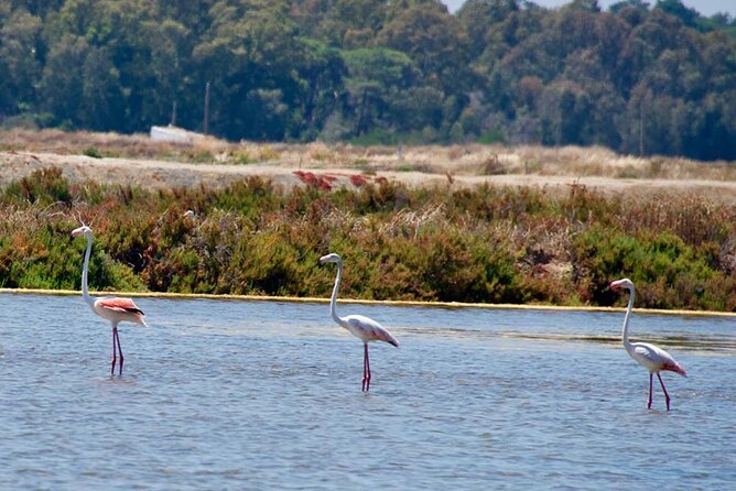 Winter Offer Electric E Bike Tour Ria Formosa to Faro Island - Explore the Ria Formosa and Faro Island