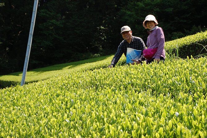 Experience Tea Picking With a Tea Farmer, and Tempura Lunch With Picked Tea Leaves - Common Questions