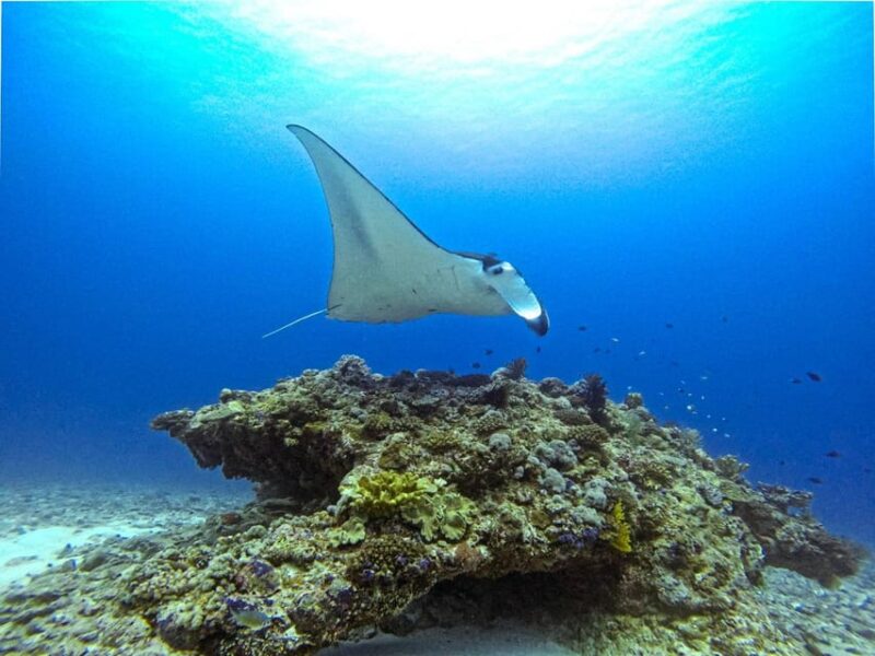 From Naha Scuba Diving Trip in Kerama(For Certified Divers) - Booking and Cancellation Policy
