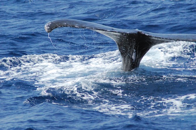 Great Whale Watching at Kerama Islands and Zamami Island - Exploring Zamami Island