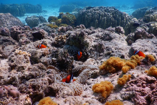 Half-Day Kayak Tour on the Kerama Islands and Zamami Island - Connecting With the Local Ecosystem