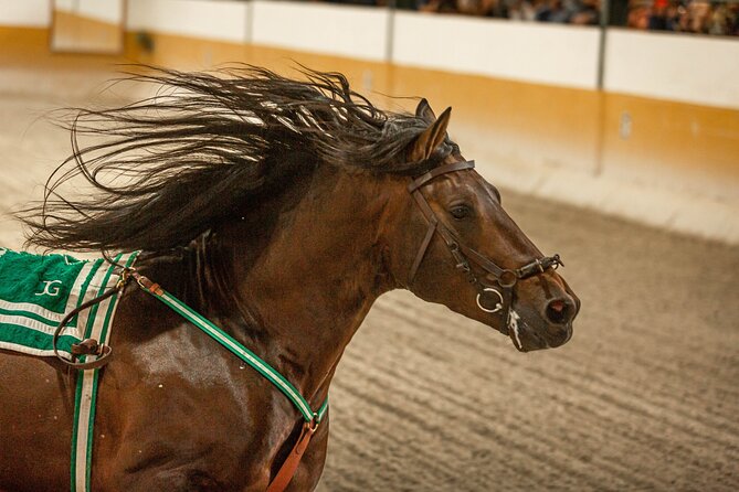 Horse and Flamenco Show in Malaga With Dinner - Tips for Attending the Experience