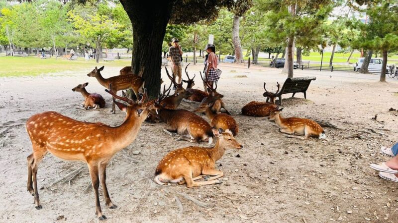 KYOTO AND NARA FULL DAY TOUR WITH PICK-UP & DROP-OFF - Important Notes