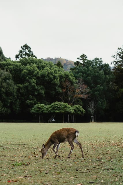 KYOTO: OSAKA/NARA/Private Customized Tour With Hotel Pickup - Frequently Asked Questions