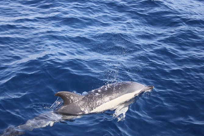 Lobos Island - the Dolphin Route - Planning Your Lobos Island Adventure
