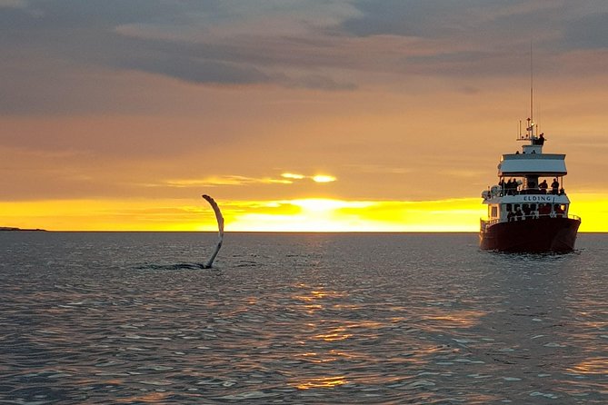 Magical Whales in the Midnight Sun | From Reykjavik - The Sum Up