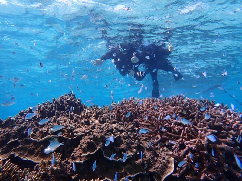Miyako Island: Kayaking and Snorkeling Experience - Customer Reviews and Ratings