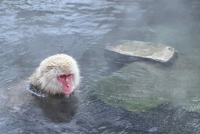 Nagano: Snow Monkey and Zenkoji Temple Free Sake Taste Day Tour - Indulging in Sake Tasting at Obuse