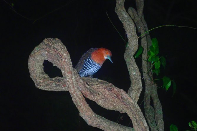 Okinawa Miyako Star Gazing and Subtropical Jungle Night Tour - Customer Feedback and Recommendations