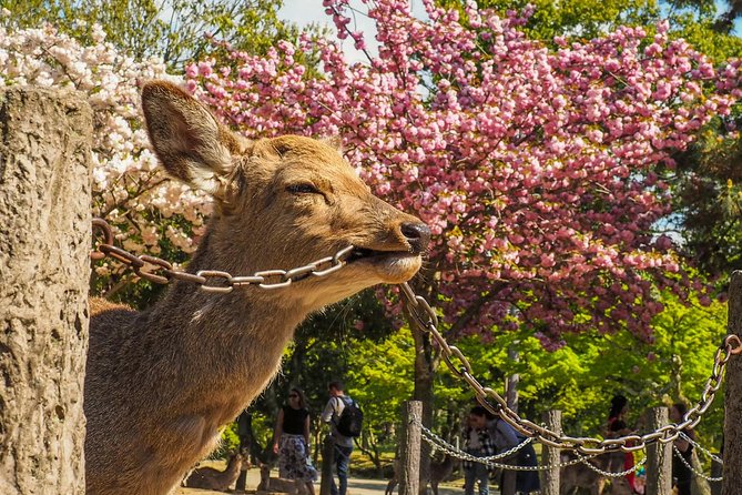 Osaka Cherry Blossom Tour With a Local: 100% Personalized Private - Common Questions