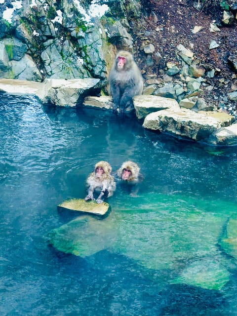 Snow Monkey Park & Zenko-ji Temple Nagano One Day Tour - Tour Cancellation Policy