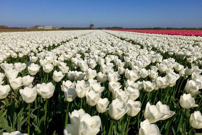 Springtime Private Tour to Keukenhof, Tulip Fields and Windmills - Positive Guest Experiences