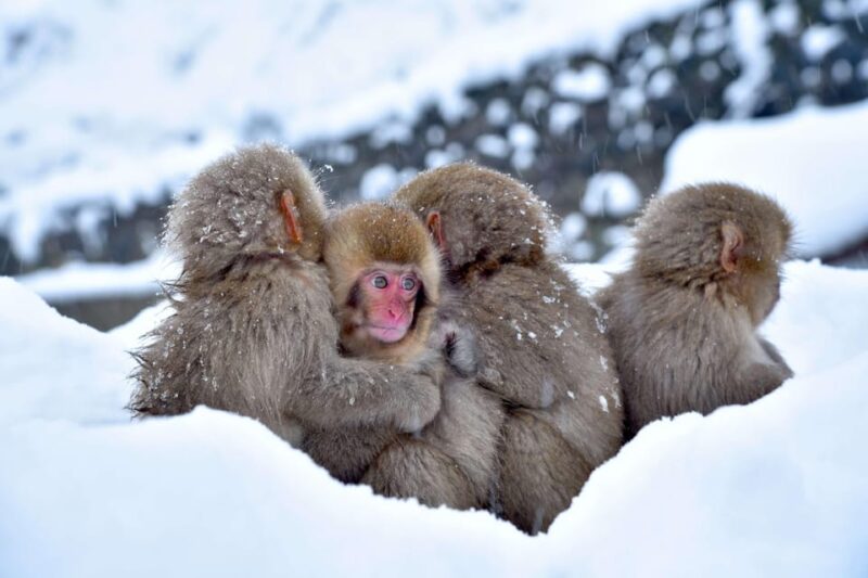 Tokyo: Nagano Tour With Snow Monkey Park & Zenko-Ji Temple - Frequently Asked Questions