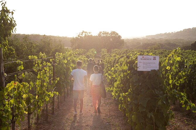 Wine Experience: Vineyard, Wines and Food - Recommendations and Notable Comments