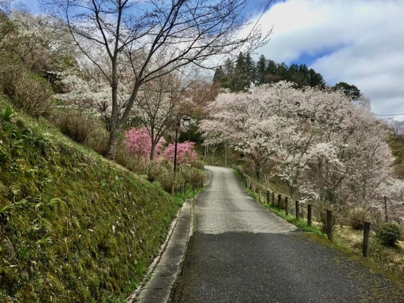 Yoshino: Private Guided Tour & Hiking in a Japanese Mountain - Why Visit Yoshino?
