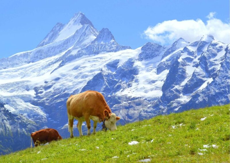 Lucerne: Experience Swiss Countryside on Private Tour by Car - Since You Asked