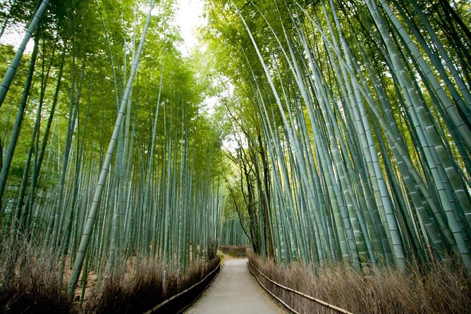Afternoon Arashiyama Bamboo Forest & Monkey Park Kyoto Bike Tour - Key Points