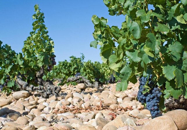 Afternoon Wine Tour to Chateauneuf Du Pape Review - About Your Stay