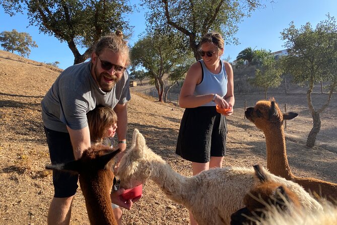 Alpaca Meet and Feed in Grândola - Location and Facility Overview