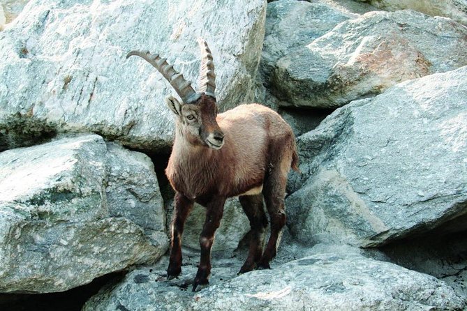 Alpine Zoo Innsbruck and Hungerburg Funicular Combo Ticket - About Your Stay