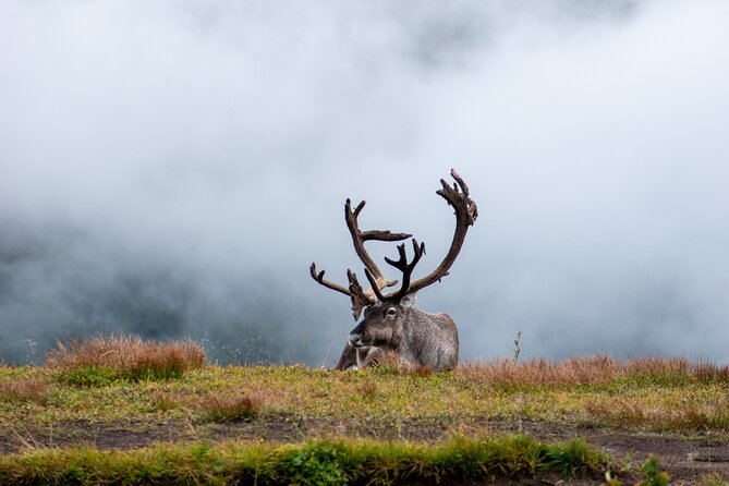 Arctic Wildlife and Fjord Sightseeing - Key Points