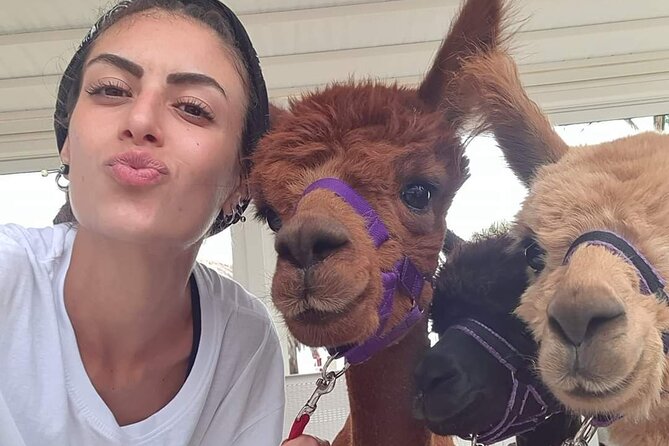 Calabrian Alpacas Sunset Beach Experiences Pizzo VV AlpacSelfies - Key Points