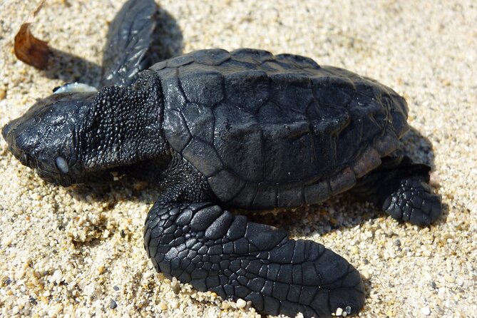 Caretta - Caretta Turtle Trip (Boat Trip) - Overview of the Caretta Turtle Trip