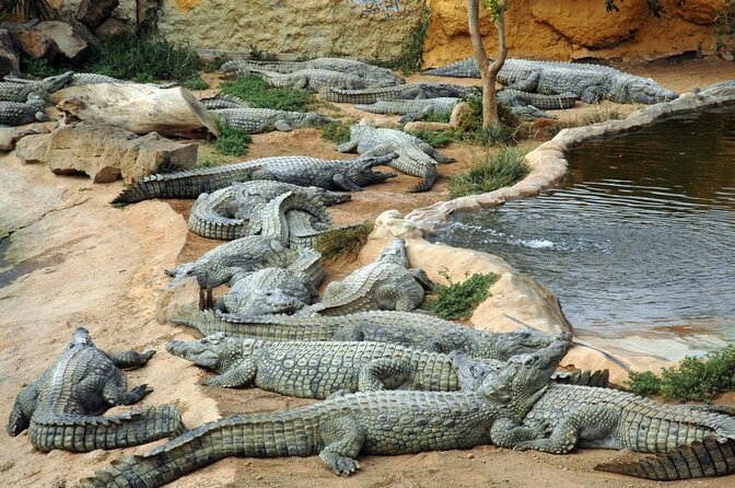 Cocodrilo Park Zoo Admission Ticket Review - About Your Stay