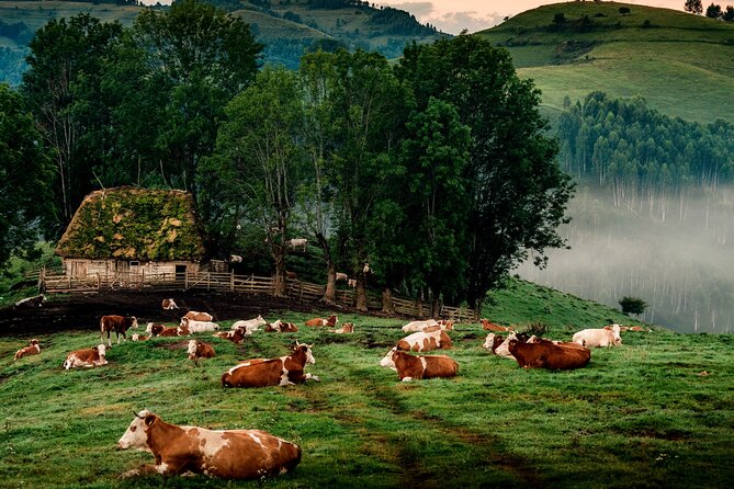 Discover Apuseni Mountains - Scarita Summit,Sipote Waterfall and Dumesti Village - Key Points