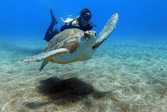 Discover Beginner Diving in Tenerife - Key Points